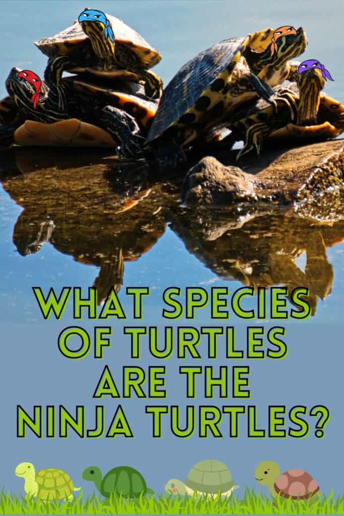 What Species Of Turtles Are The Teenage Mutant Ninja Turtles? | 8-Bit ...