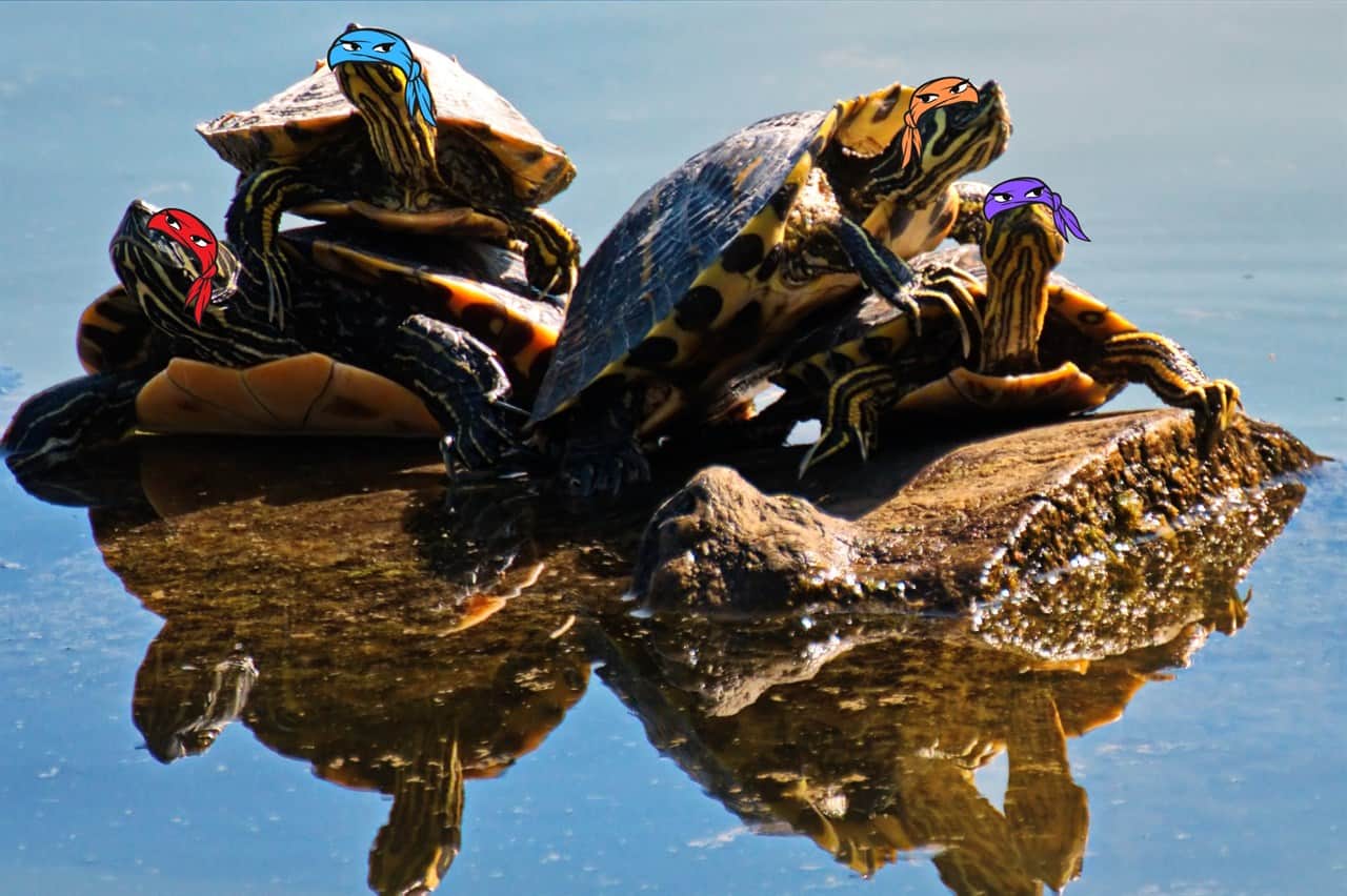 What Species Of Turtles Are The Teenage Mutant Ninja Turtles? | 8-Bit ...